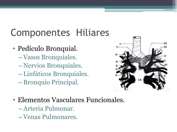 PPT - Anatomía Hiliar Pulmonar PowerPoint Presentation - ID:3793267