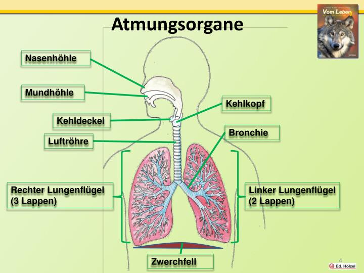 PPT - Die Atmung des Menschen PowerPoint Presentation - ID:3793409