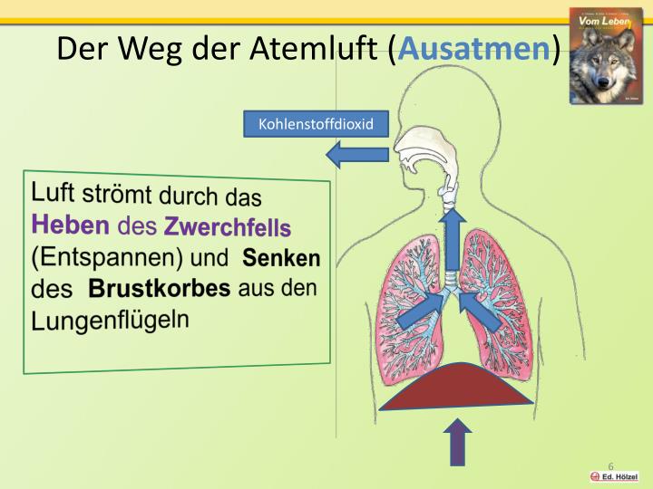 PPT - Die Atmung des Menschen PowerPoint Presentation - ID:3793409