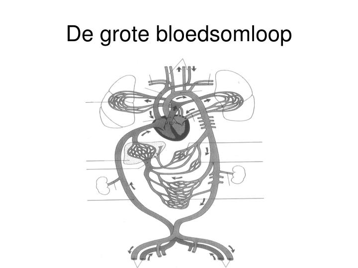 PPT - Overzicht PowerPoint Presentation - ID:3793603