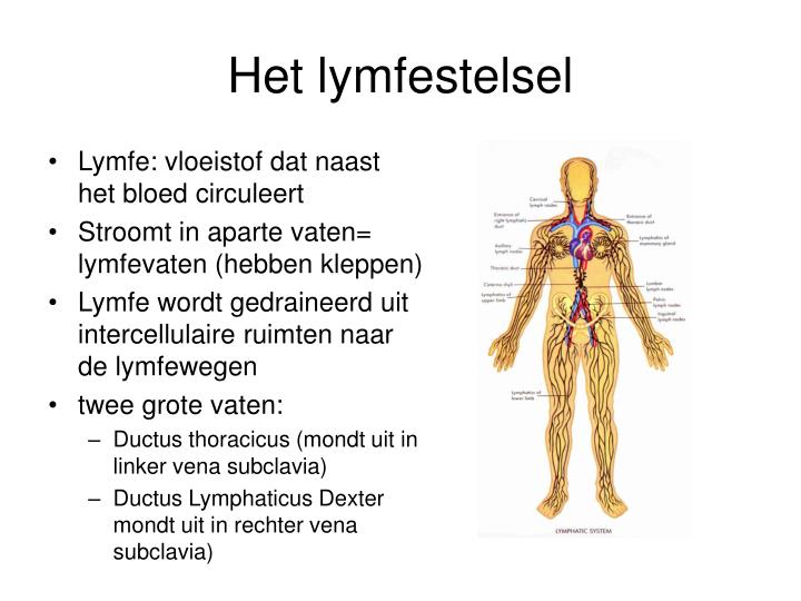 PPT - Overzicht PowerPoint Presentation - ID:3793603