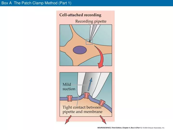 PPT - Box A The Patch Clamp Method (Part 1) PowerPoint Presentation ...