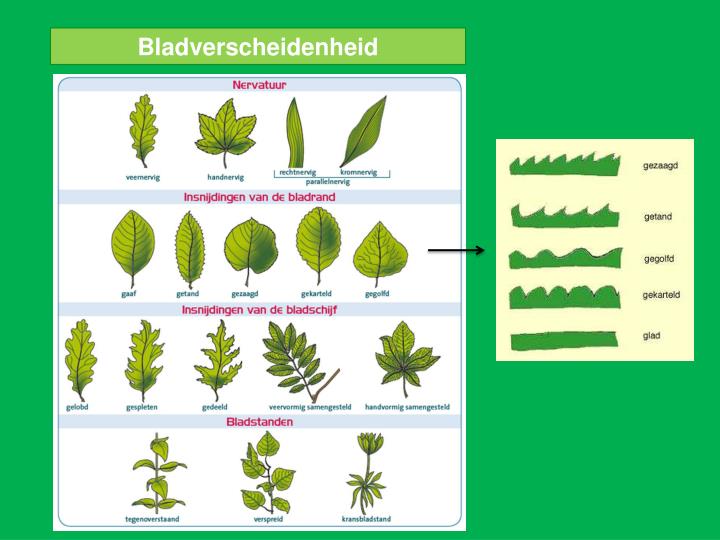 PPT - Blad PowerPoint Presentation - ID:3795516