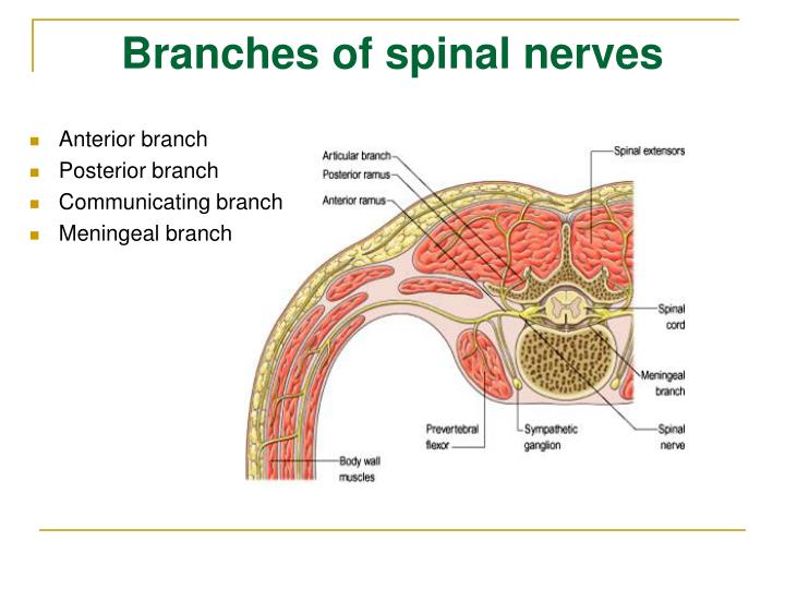 PPT - The Spinal Nerves 脊神经 PowerPoint Presentation - ID:3795674