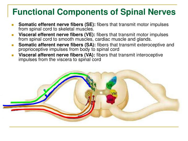 PPT - The Spinal Nerves 脊神经 PowerPoint Presentation - ID:3795674