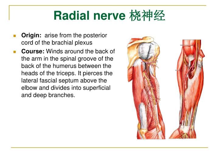 PPT - The Spinal Nerves 脊神经 PowerPoint Presentation - ID:3795674