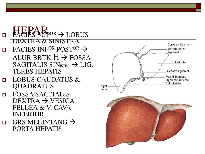 PPT - Digestive System PowerPoint Presentation - ID:3798322