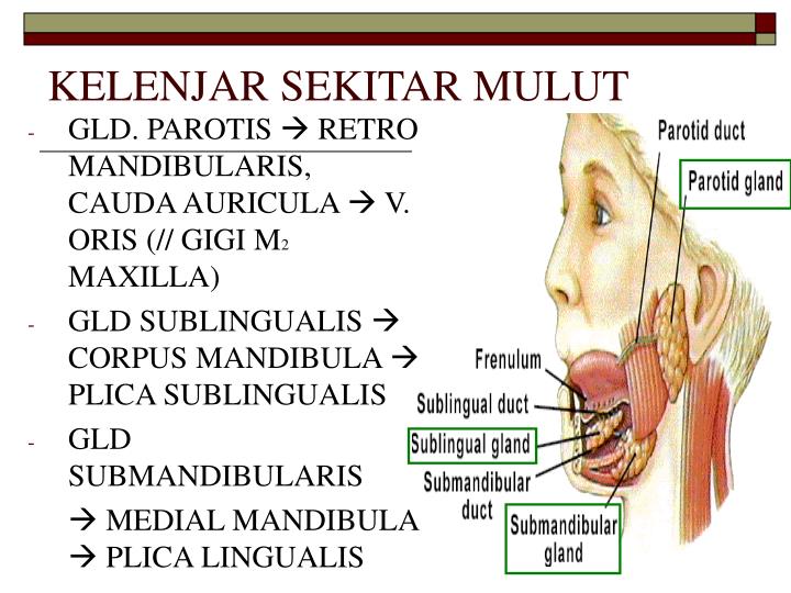 PPT - Digestive System PowerPoint Presentation - ID:3798322