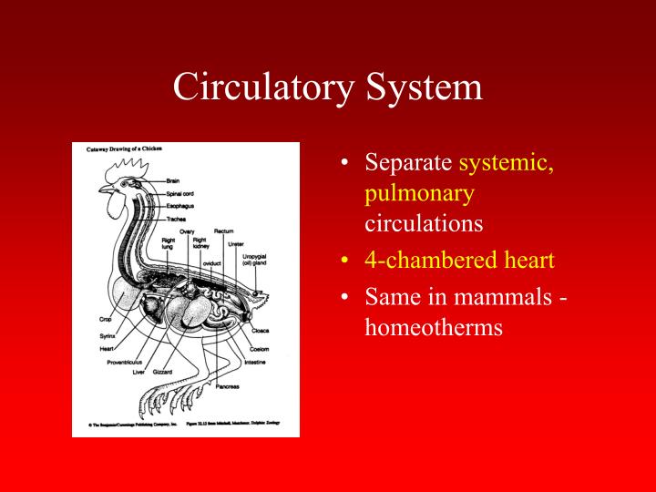 PPT - Bird Anatomy PowerPoint Presentation - ID:3798742