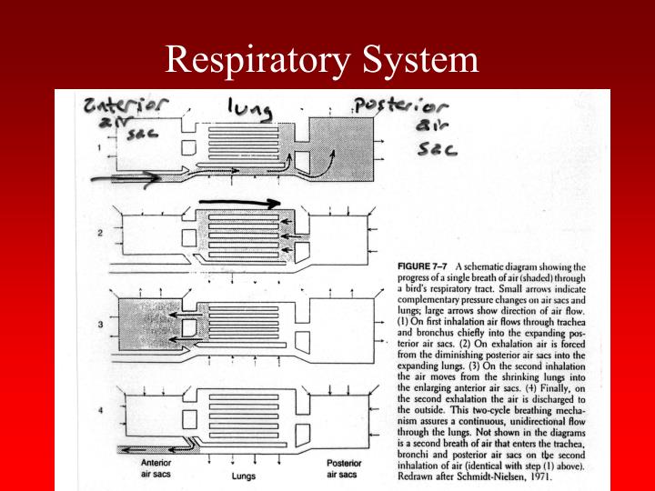 PPT - Bird Anatomy PowerPoint Presentation - ID:3798742