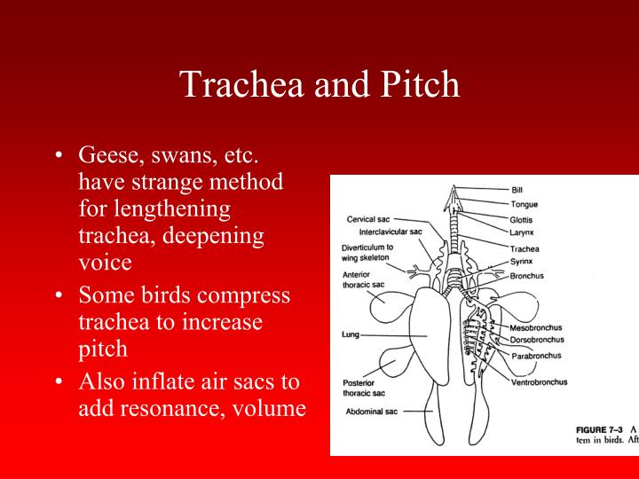 PPT - Bird Anatomy PowerPoint Presentation - ID:3798742