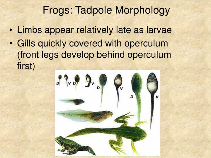 PPT - Larval Amphibian Ecology PowerPoint Presentation - ID:3799413