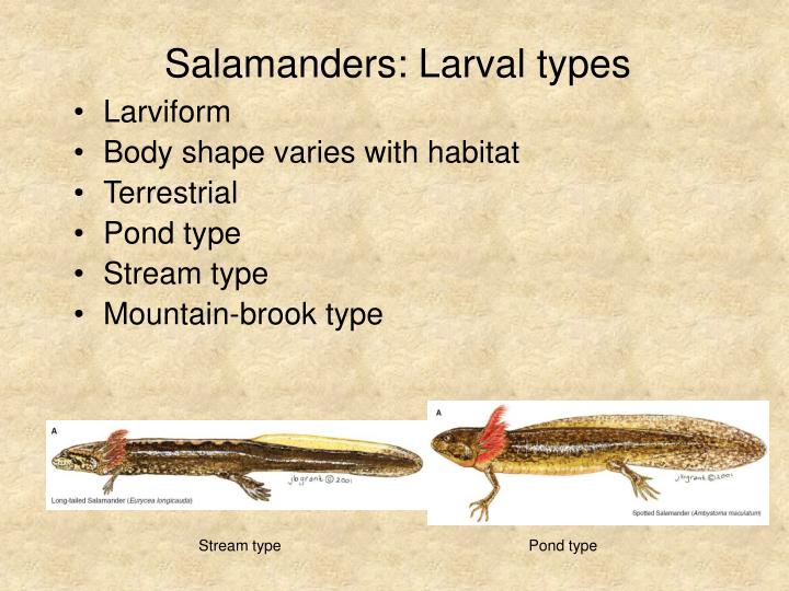 PPT - Larval Amphibian Ecology PowerPoint Presentation - ID:3799413
