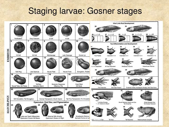 PPT - Larval Amphibian Ecology PowerPoint Presentation - ID:3799413