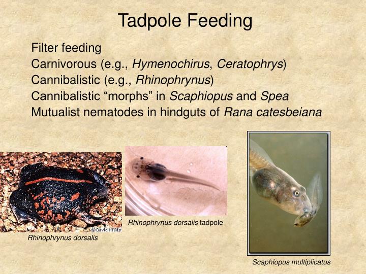 PPT - Larval Amphibian Ecology PowerPoint Presentation - ID:3799413
