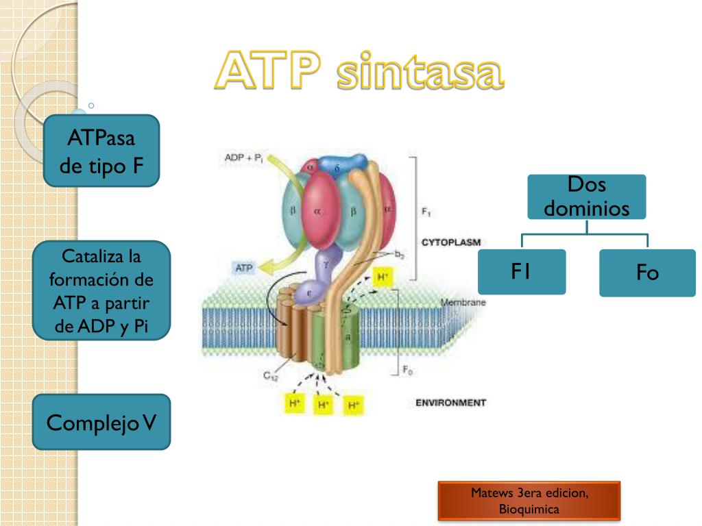 PPT - Produccion aerobica de atp PowerPoint Presentation, free download ...