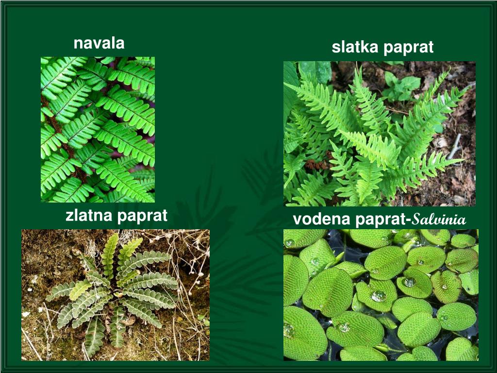PPT - Nadcarstvo: Eucaryota Carstvo: Vegetabilia (biljke) Stablašice ...