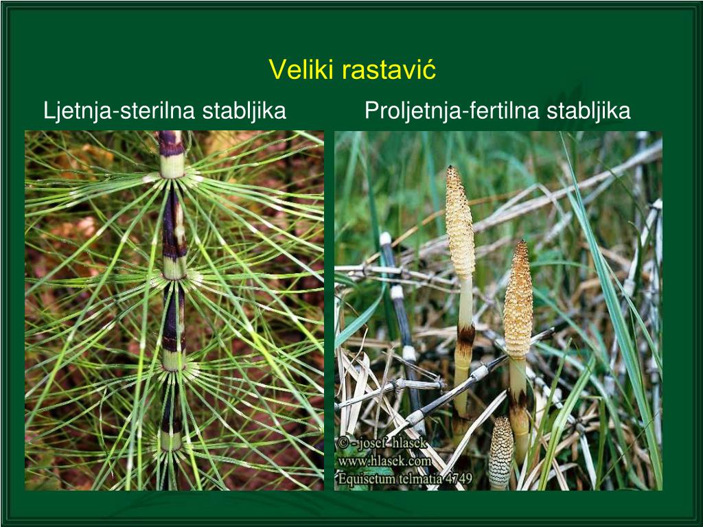 PPT - Nadcarstvo: Eucaryota Carstvo: Vegetabilia (biljke) Stablašice ...