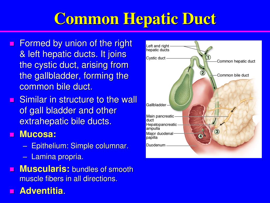 Ppt Biliary Passages Powerpoint Presentation Free Download Id3800021