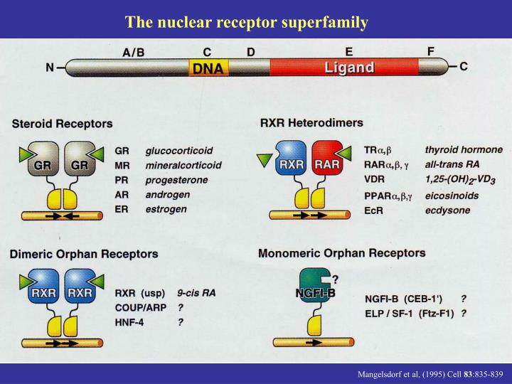 PPT - Nuclear receptors PowerPoint Presentation - ID:3802212