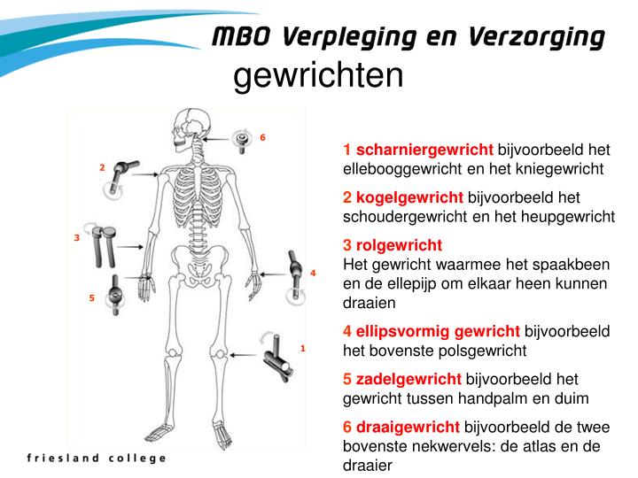PPT - Het bewegingsapparaat PowerPoint Presentation - ID:3803349