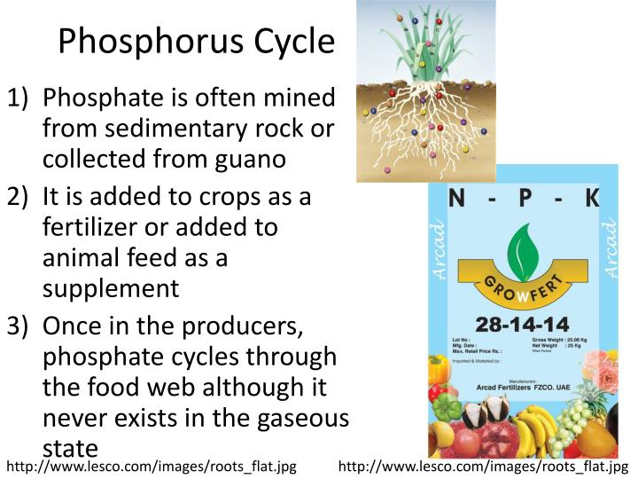 PPT - Phosphorus Cycle PowerPoint Presentation - ID:3803867