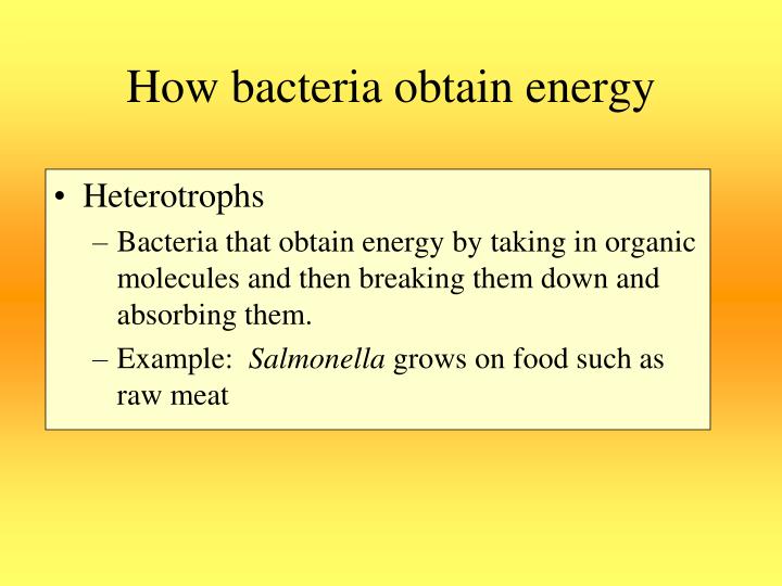 PPT - Bacteria PowerPoint Presentation - ID:3803943