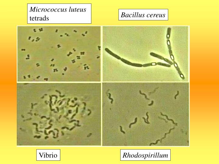PPT - Bacteria PowerPoint Presentation - ID:3803943