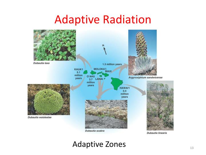 PPT - MACROEVOLUTION - Speciation PowerPoint Presentation - ID:3803996