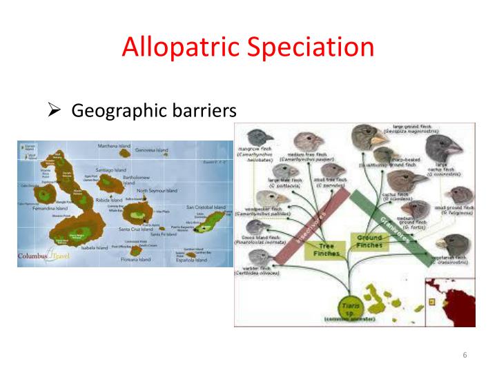 PPT - MACROEVOLUTION - Speciation PowerPoint Presentation - ID:3803996