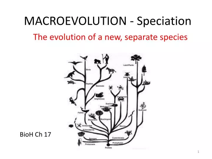 Ppt Macroevolution Speciation Powerpoint Presentation Id 3803996