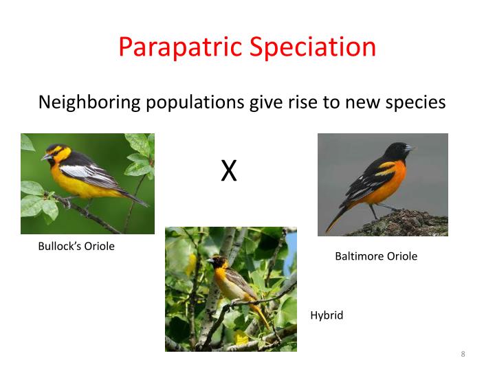 Ppt Macroevolution Speciation Powerpoint Presentation Id 3803996