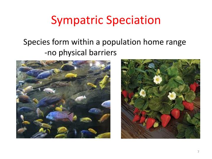PPT - MACROEVOLUTION - Speciation PowerPoint Presentation - ID:3803996