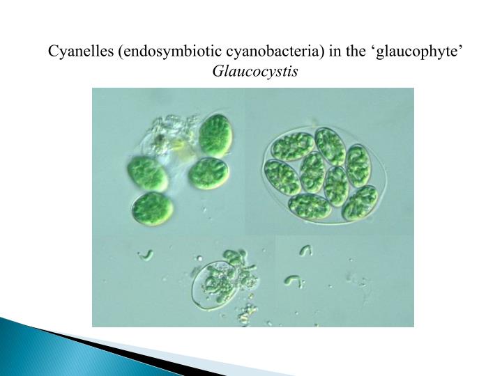 PPT - CYANOBACTERIA PowerPoint Presentation - ID:3804593