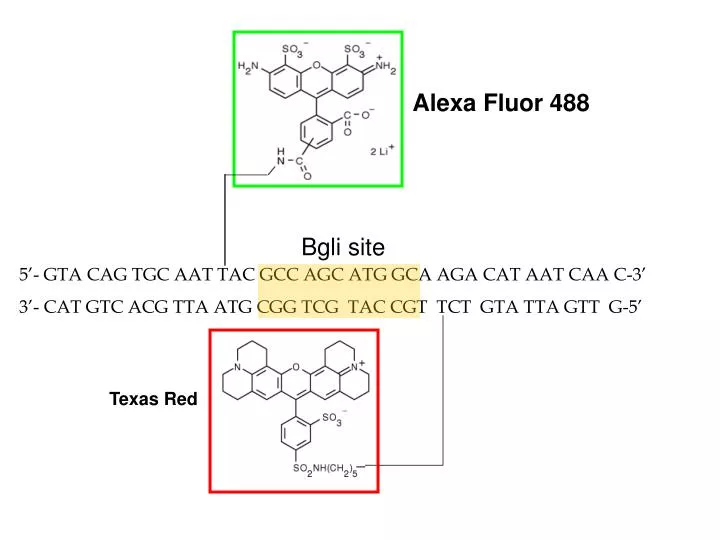 PPT - 5’- GTA CAG TGC AAT T AC GCC AGC ATG GCA AGA CAT AAT CAA C-3 ...