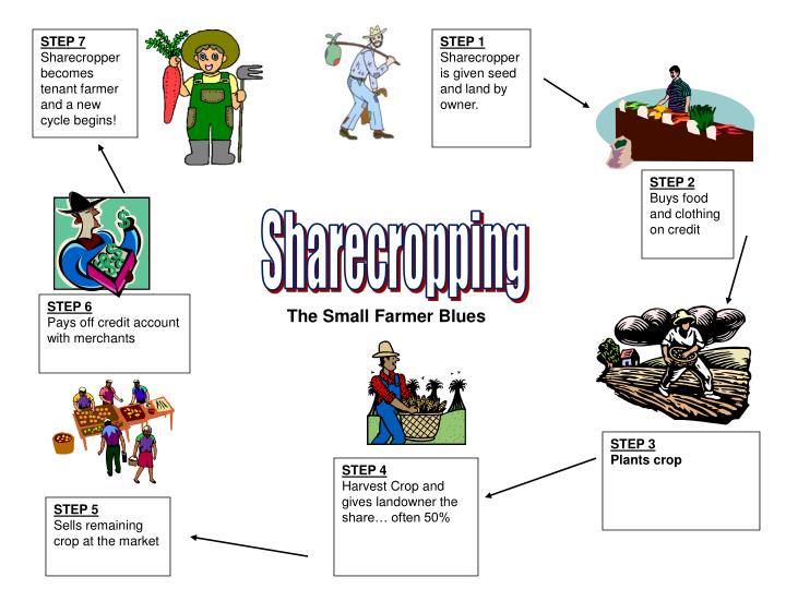 PPT - STEP 1 Sharecropper is given seed and land by owner. PowerPoint ...