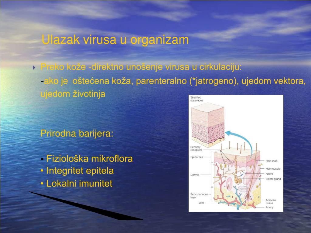 PPT - Efekti virusne infekcije na ćeliju domaćina PowerPoint ...