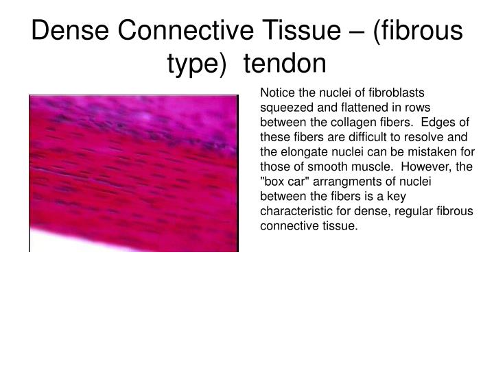 PPT - Simple Squamous Epithelium PowerPoint Presentation - ID:3805955