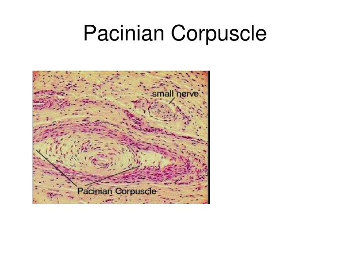 PPT - Simple Squamous Epithelium PowerPoint Presentation - ID:3805955