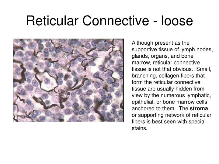PPT - Simple Squamous Epithelium PowerPoint Presentation - ID:3805955