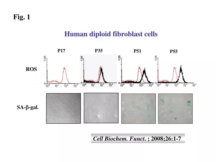 PPT - P17 PowerPoint Presentation, free download - ID:3806000
