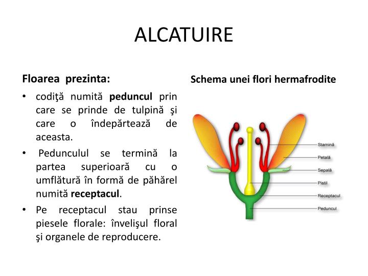 PPT - FLOAREA PowerPoint Presentation - ID:3806147