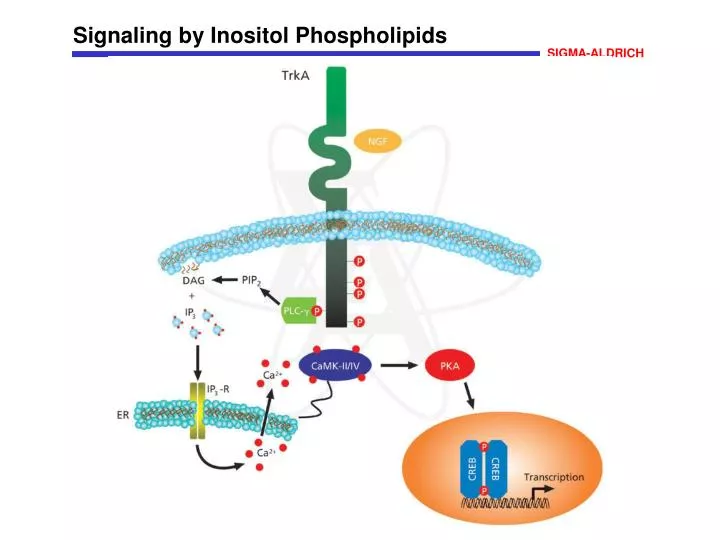 PPT - Signaling by Inositol Phospholipids PowerPoint Presentation, free ...