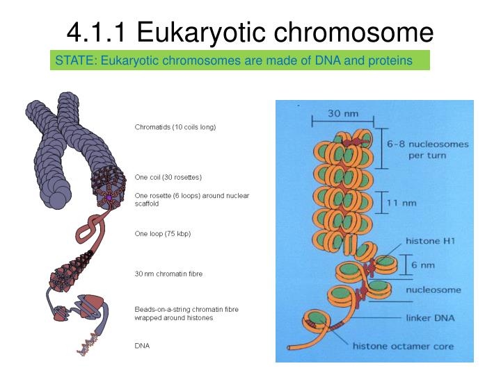 PPT - TOPIC 4: GENETICS PowerPoint Presentation - ID:3807186