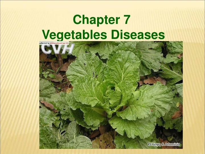 PPT - Chapter 7 Vegetables Diseases PowerPoint Presentation, free ...