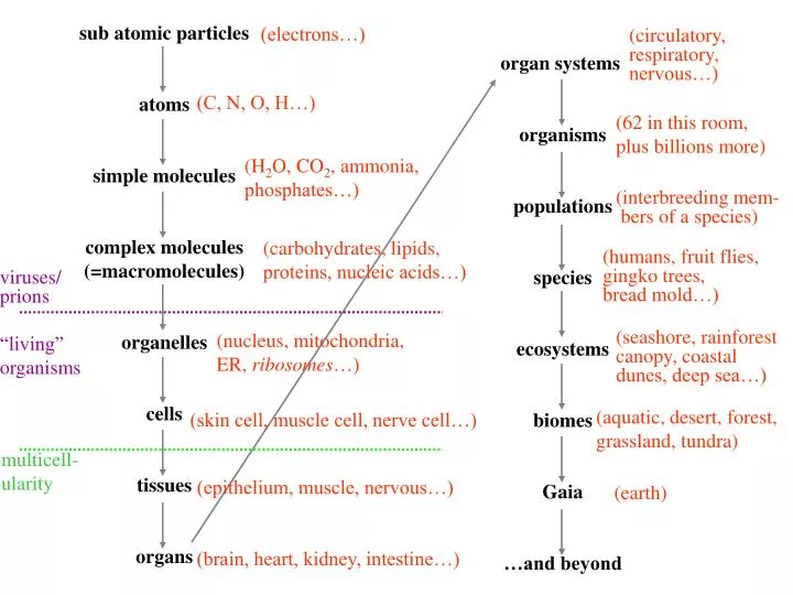 PPT - sub atomic particles atoms simple molecules complex molecules ...
