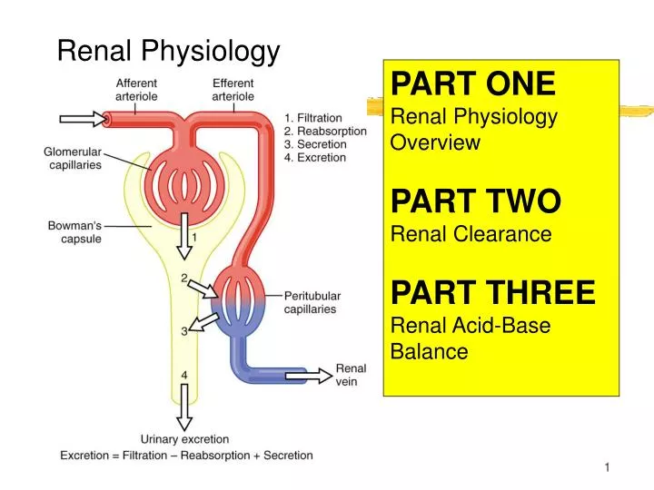 PPT - Renal Physiology PowerPoint Presentation, free download - ID:3808689