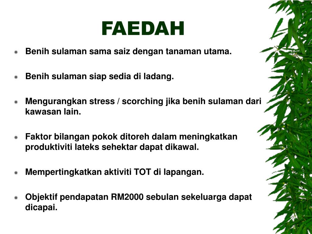 PPT - PENANAMAN DENGAN KEPADATAN LEBIH 500 POKOK/HEKTAR PowerPoint ...