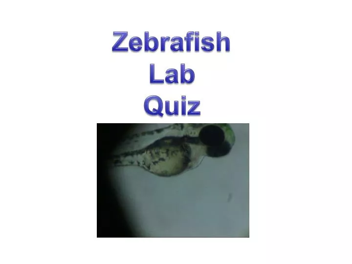 PPT - Zebrafish Lab Quiz PowerPoint Presentation, free download - ID ...