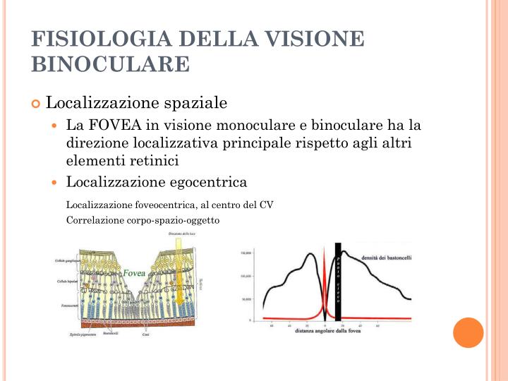 PPT - MOTILITÀ OCULARE E VISIONE BINOCULARE PowerPoint Presentation ...